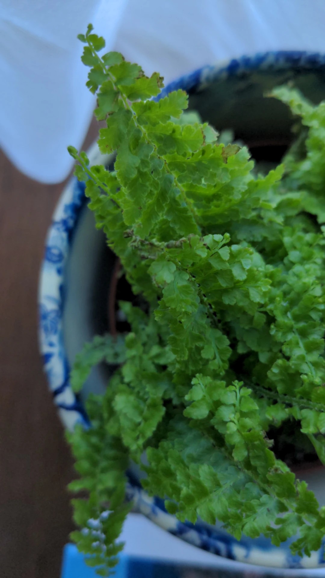 How to Treat Wilting Disease on Boston fern?