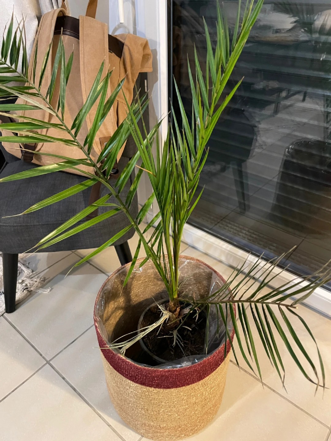 How to Treat Leaf blight Disease on Canary island date palm?