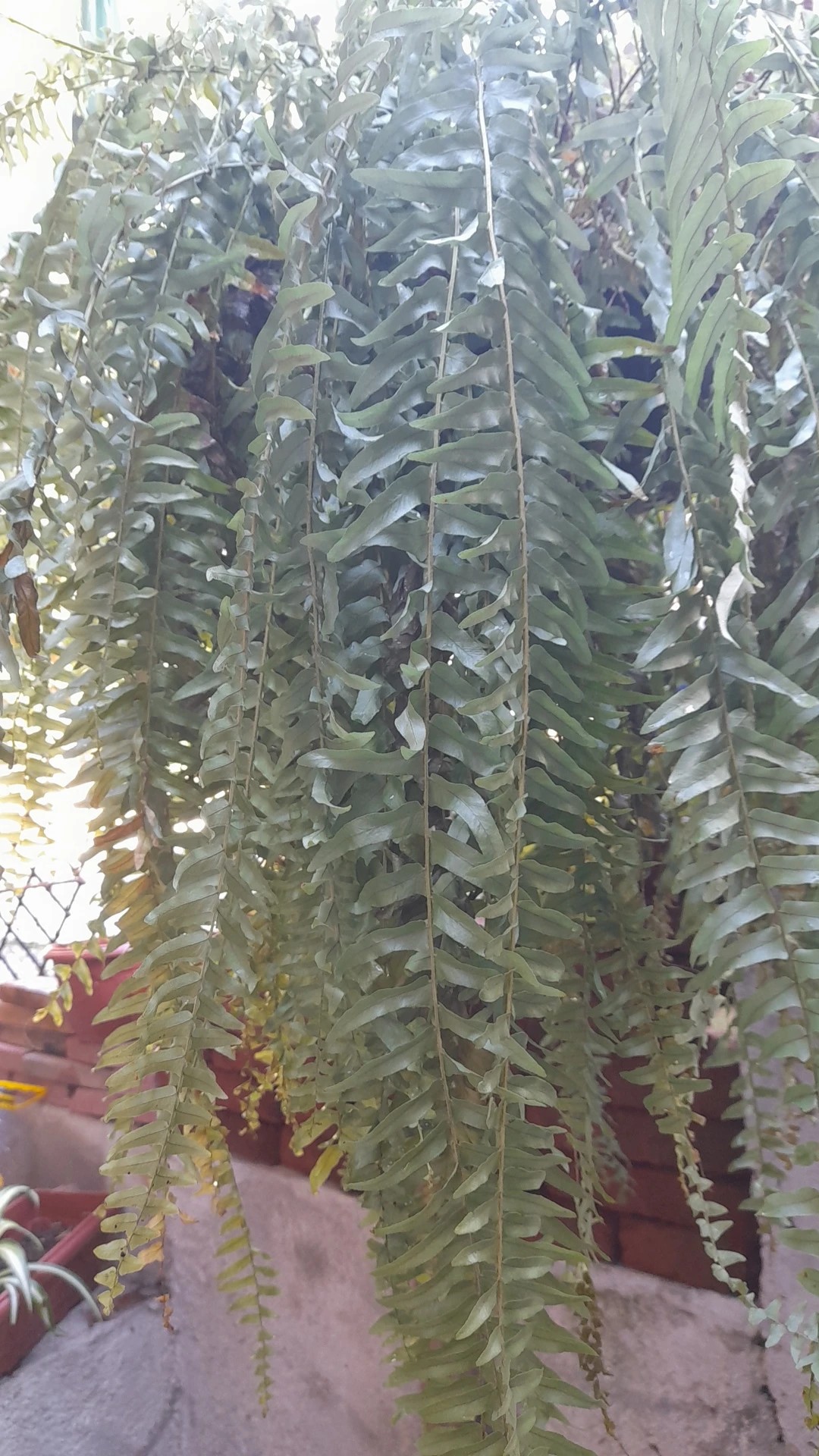 How to Treat Wilting Disease on Boston fern?