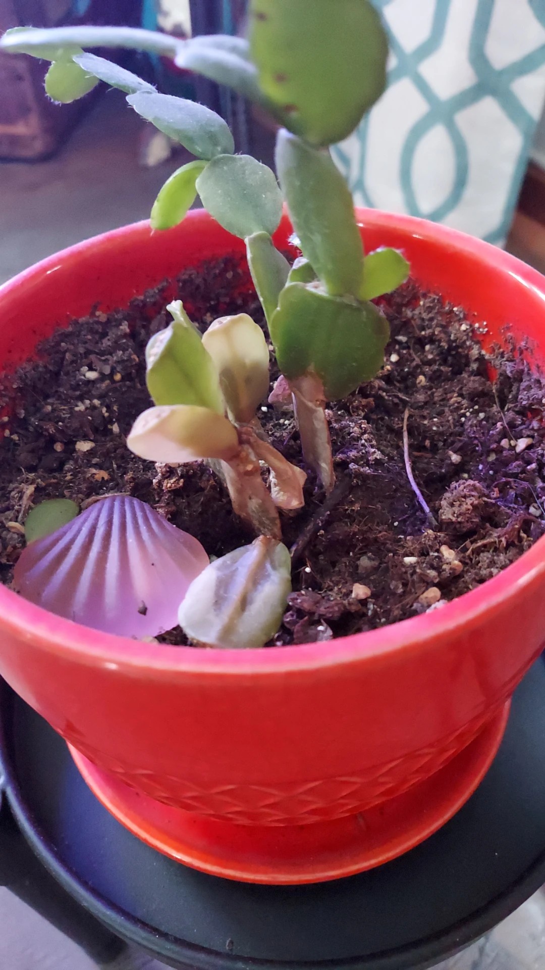 How to Treat Thrips Disease on False christmas cactus?