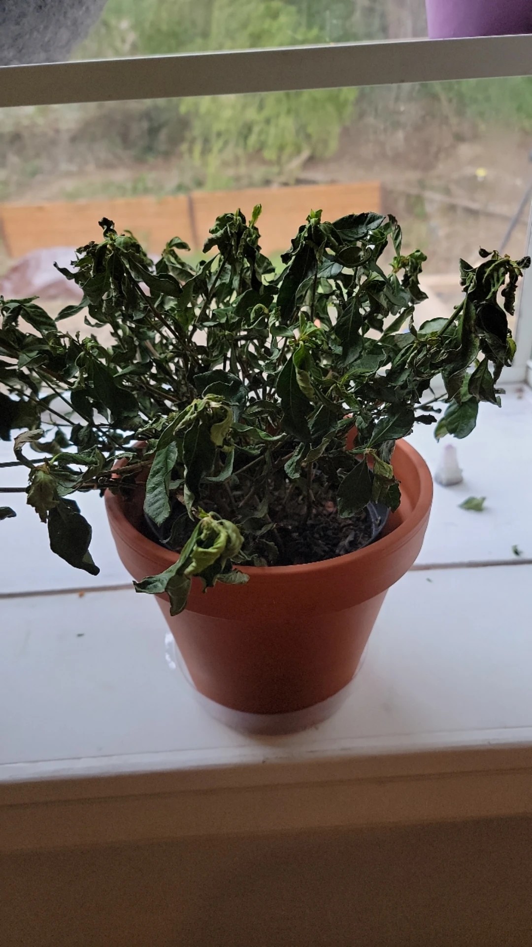 How to Treat Wilting Disease on Cape jasmine?