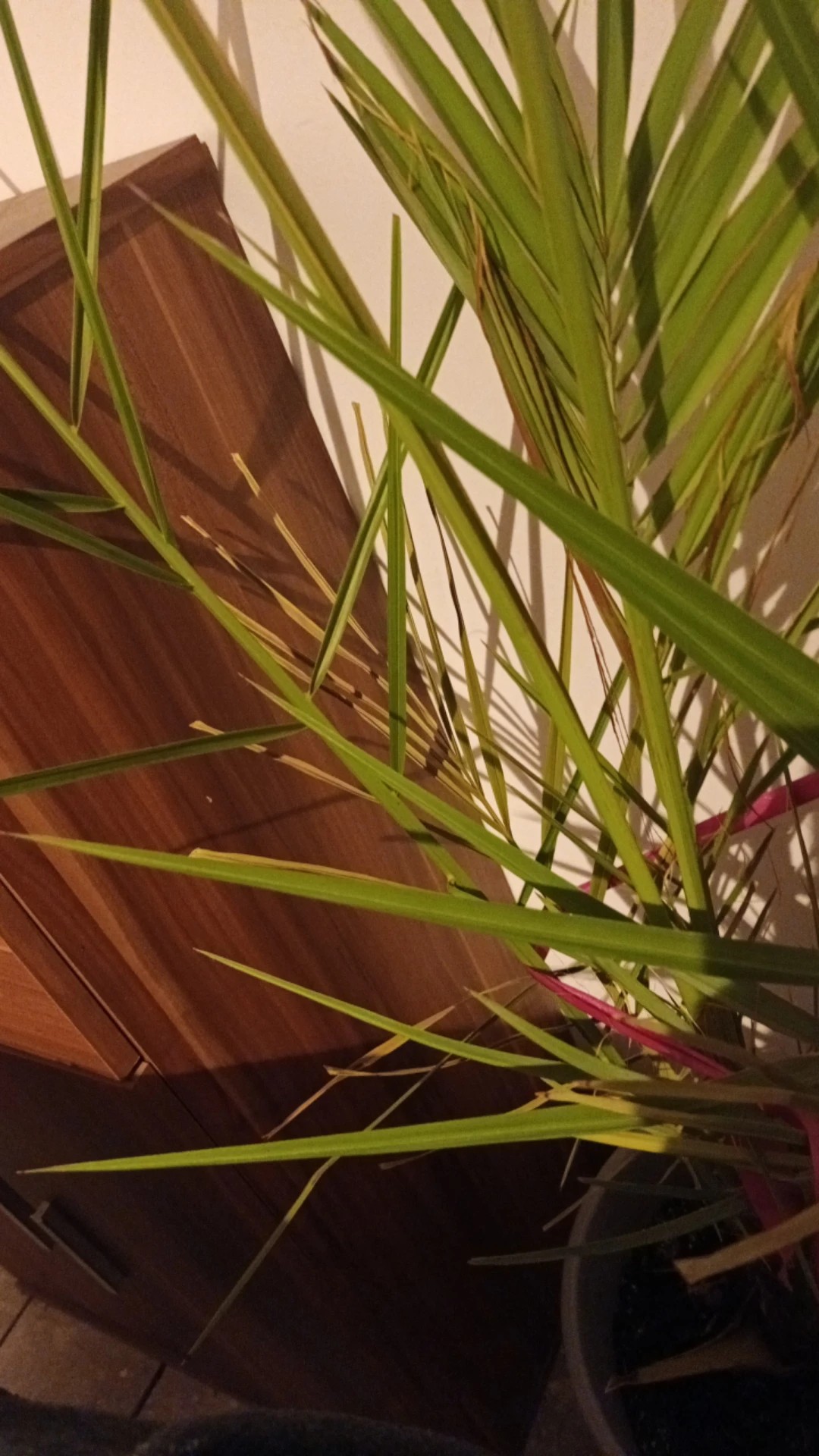 How to Treat Leaf blight Disease on Canary island date palm?