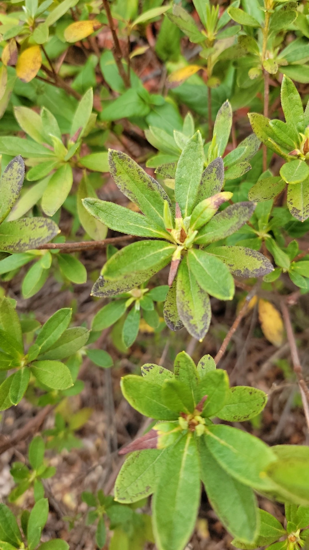 ¿Cómo tratar la enfermedad Mancha marrón en Azalea?