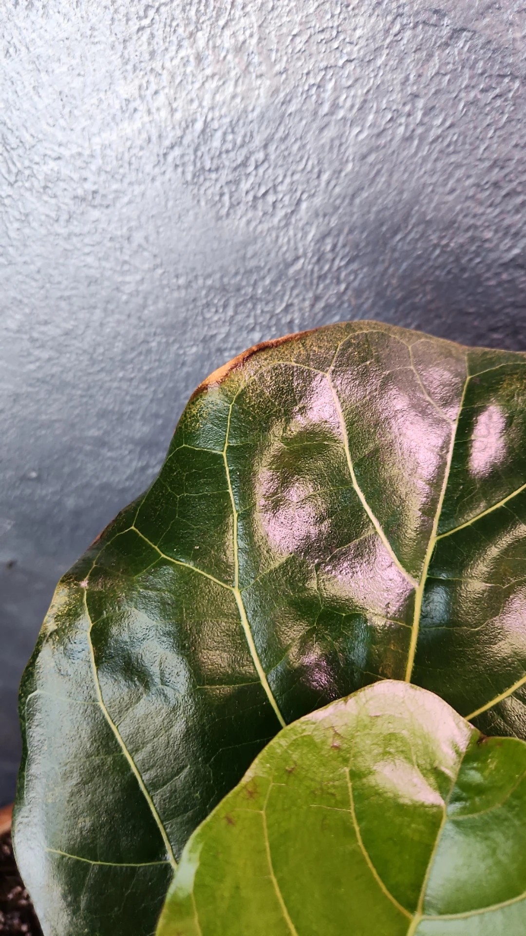 How to Treat Leaf rot Disease on Fiddle-leaf fig?