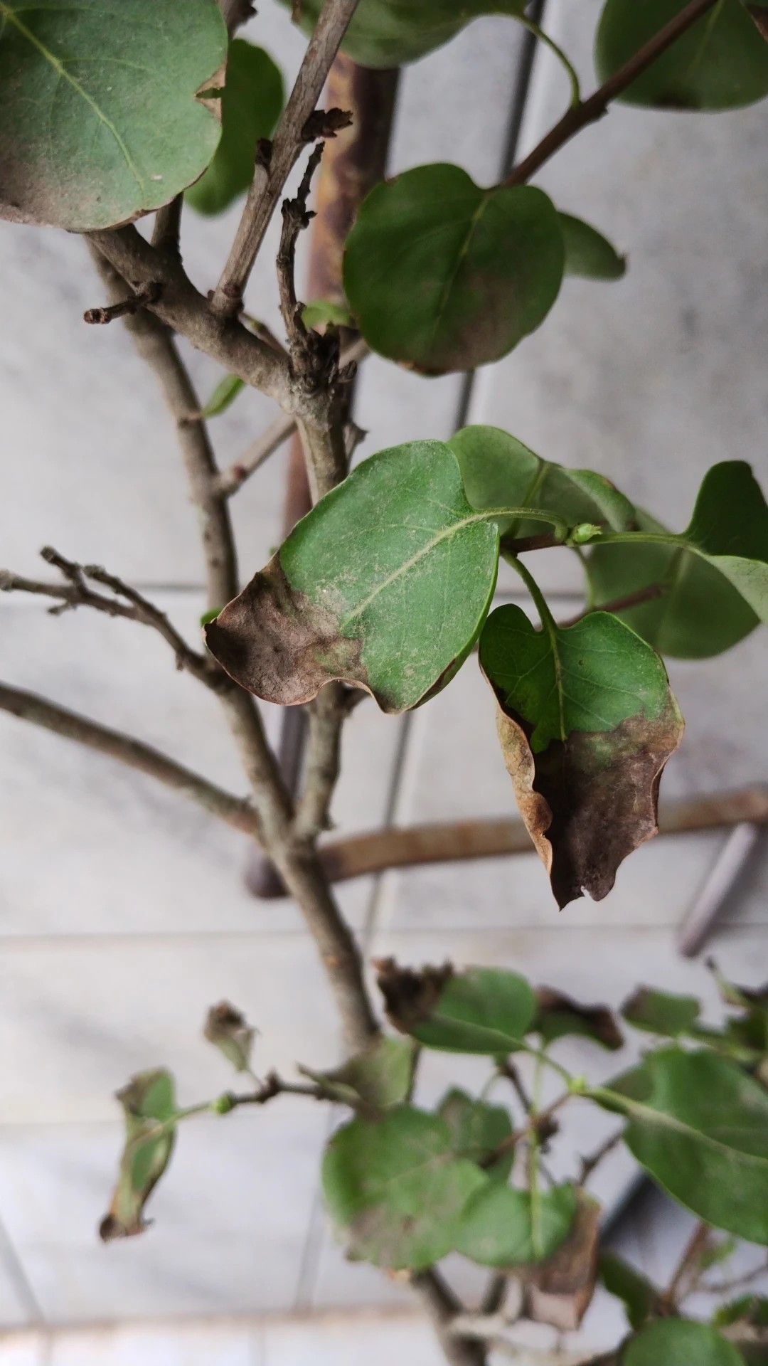 How to Treat Leaf rot Disease on Common lilac?