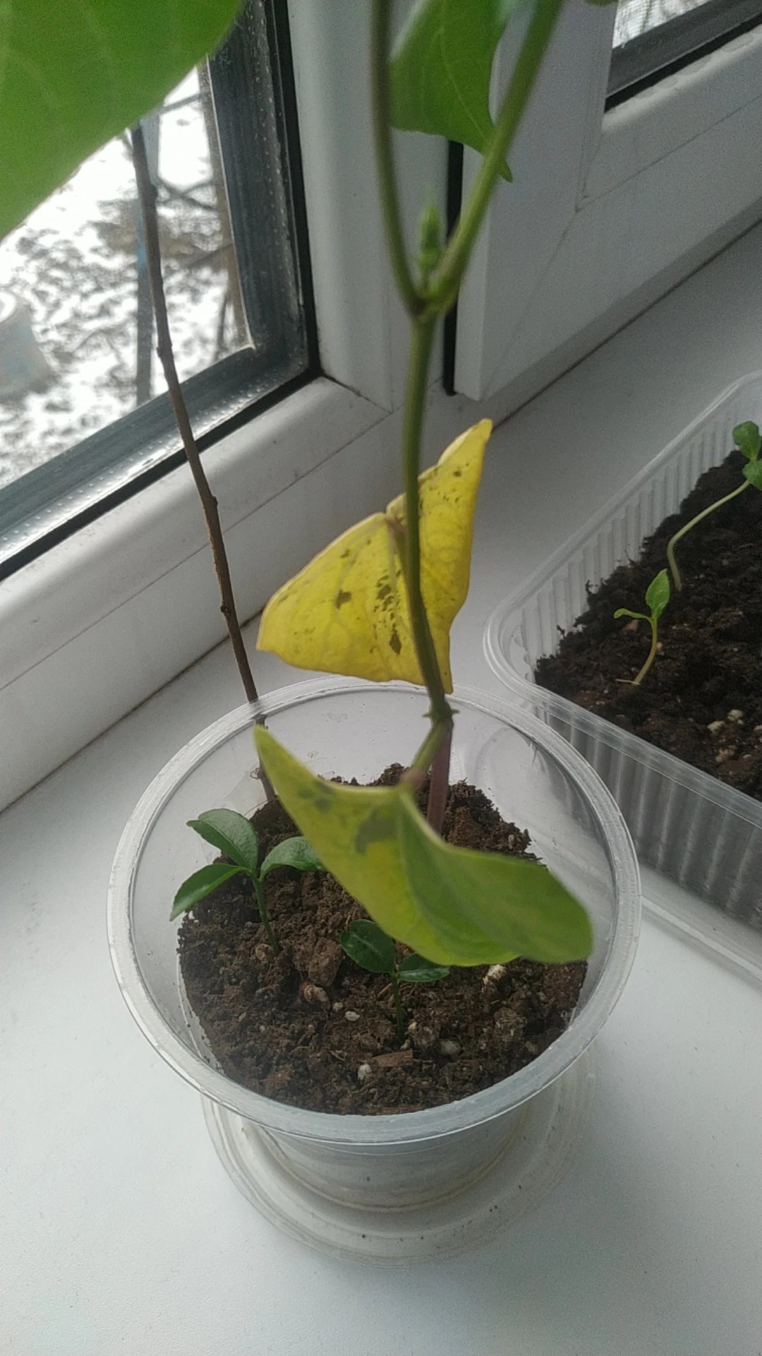 How to Treat Wilting Disease on Common bean?