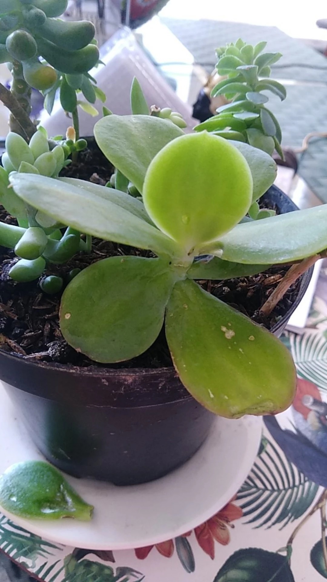 How to Treat Mealybugs Disease on Jade plant?