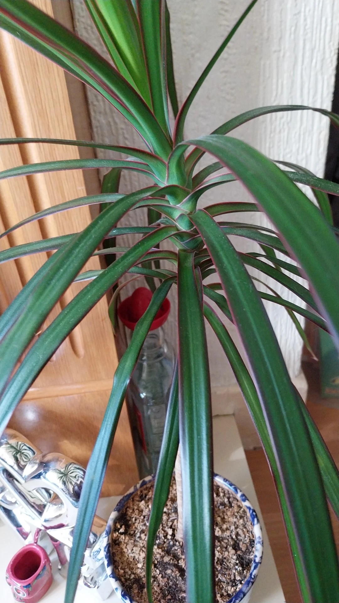 How to Treat Wilting Disease on Madagascar dragon tree?