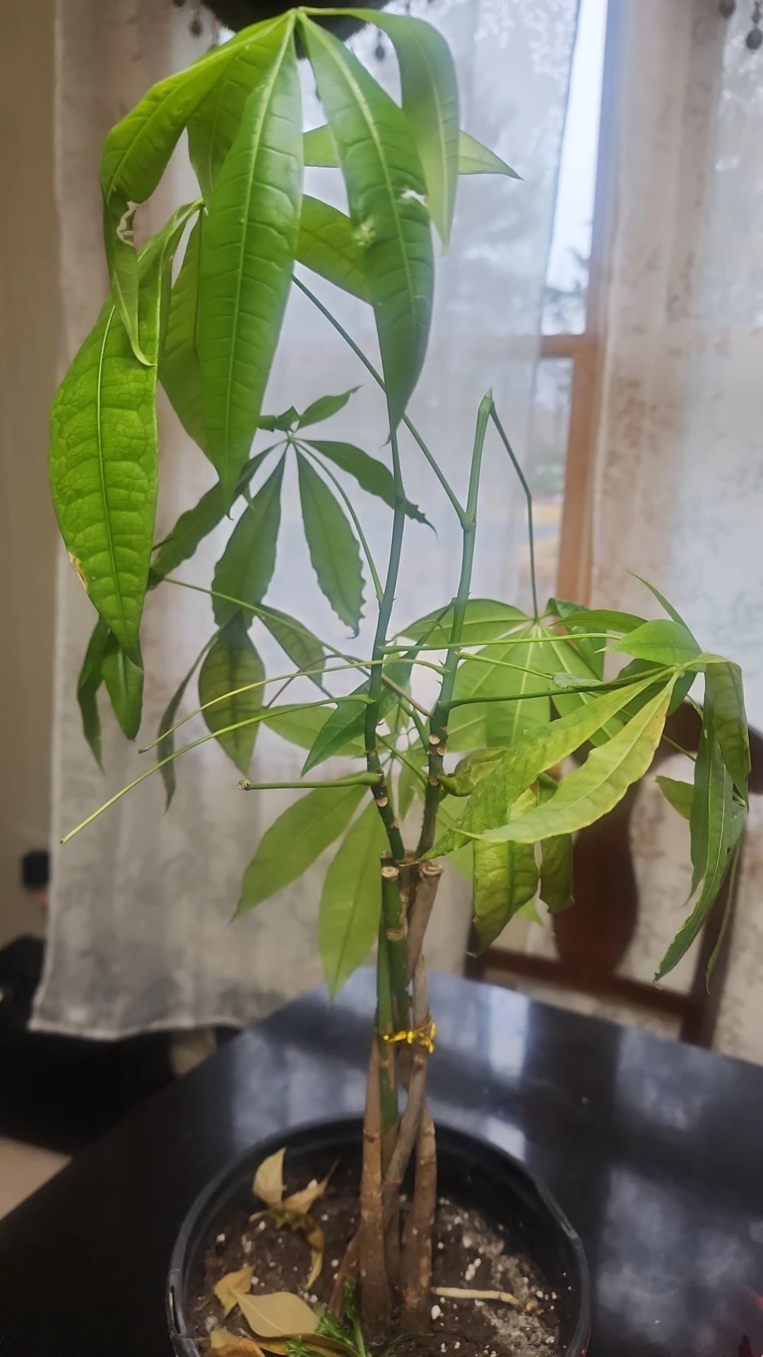 How to Treat Wilting Disease on Money tree?