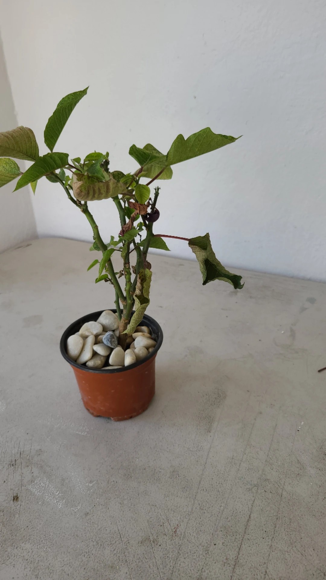 How to Treat Brown blotch Disease on Poinsettia?