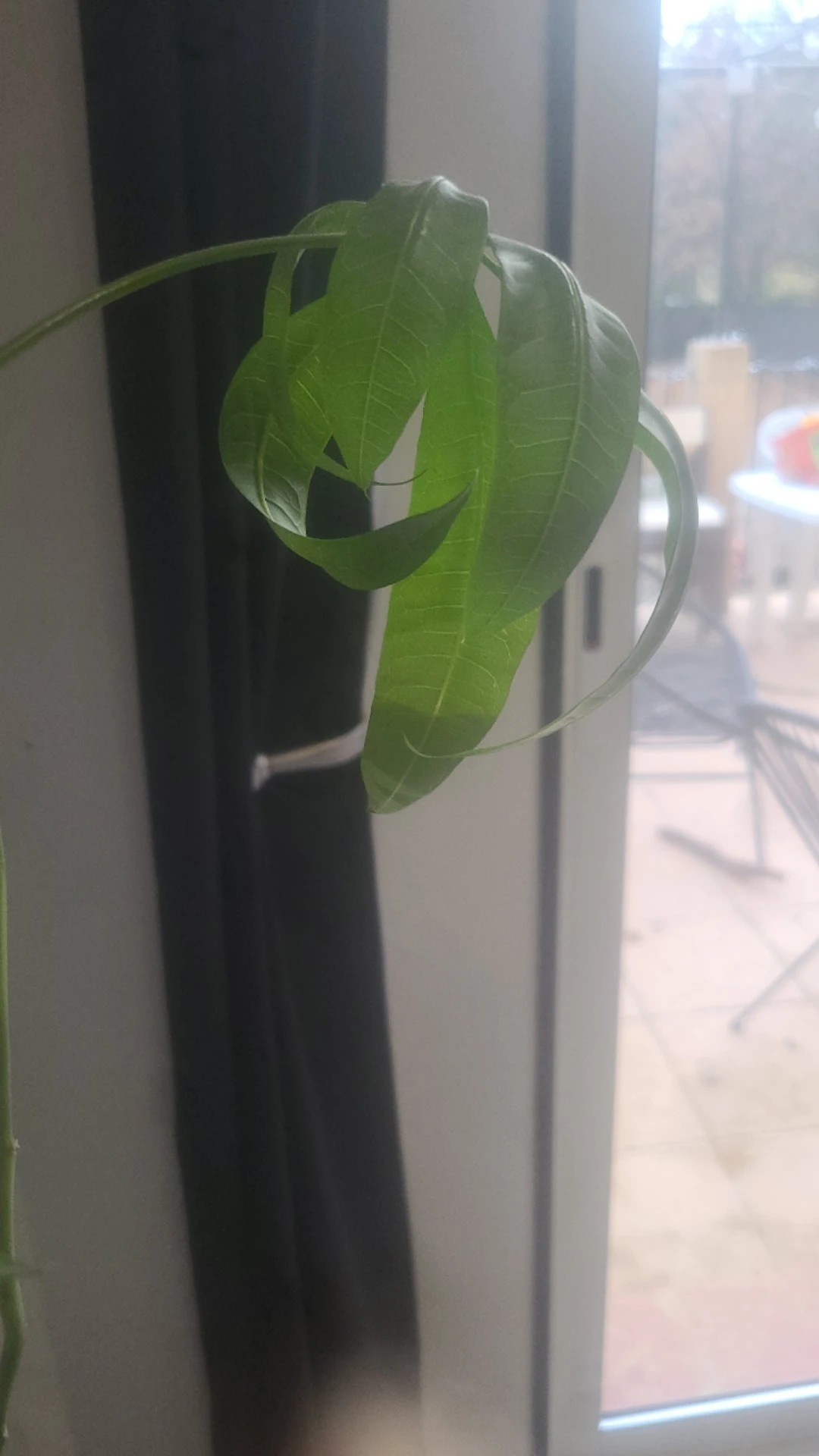 How to Treat Wilting Disease on Money tree?