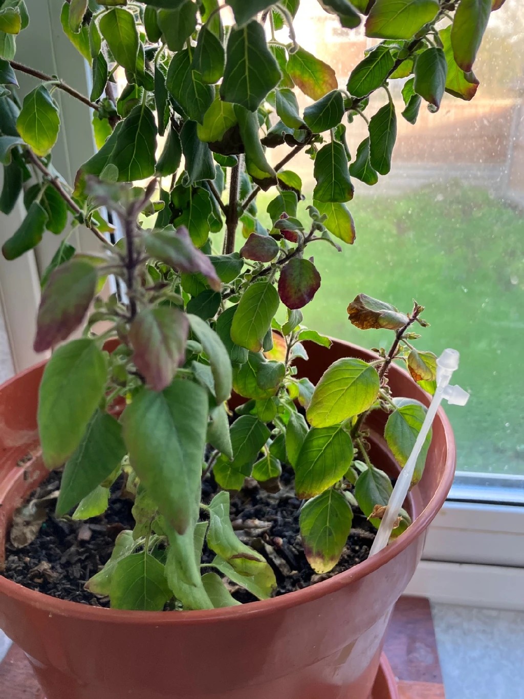 How to Treat Wilting Disease on Holy basil?