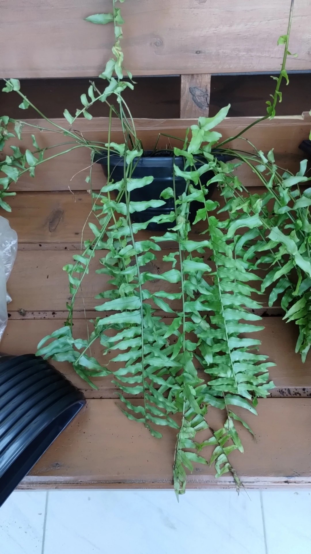 How to Treat Wilting Disease on Boston fern?