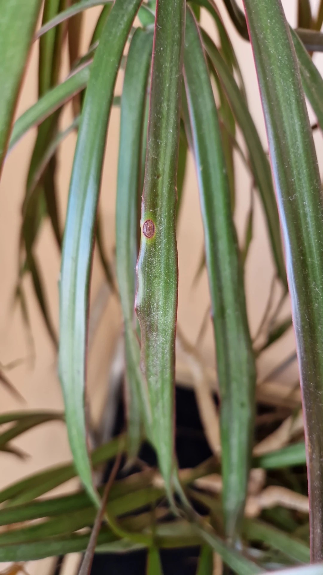How to Treat Wilting Disease on Madagascar dragon tree?