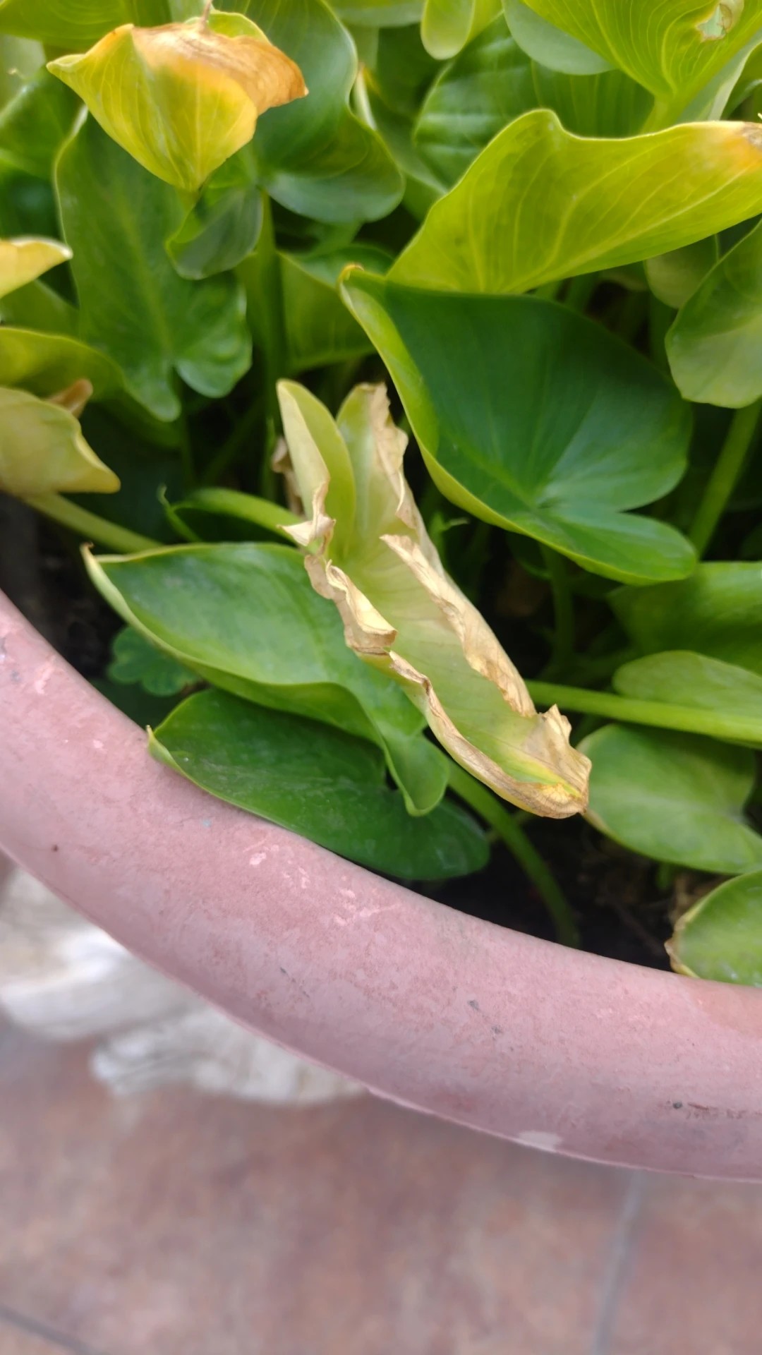 Wie behandelt man die Krankheit Blattfäule bei Gewöhnliche Calla?