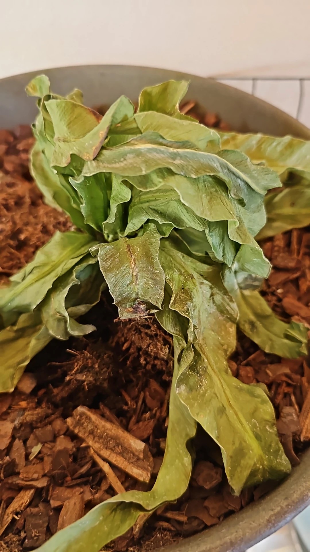 How to Treat Wilting Disease on Bird's-nest fern?