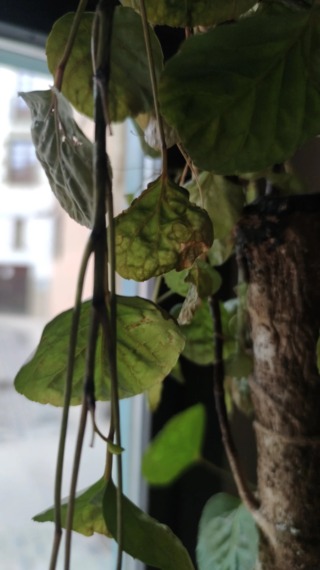 How to Treat Leaf rot Disease on Geranium aralia?