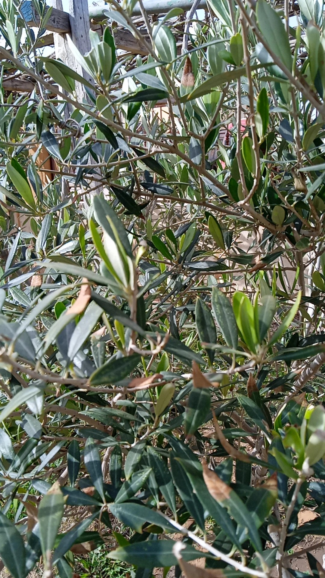 How to Treat Leaf blight Disease on Olive?