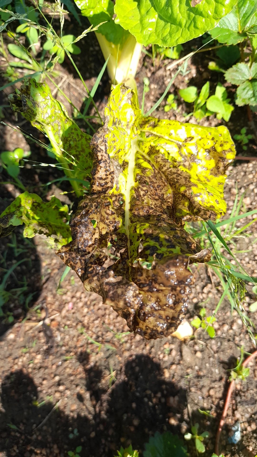 Comment traiter la maladie La pourriture des feuilles pour Betterave