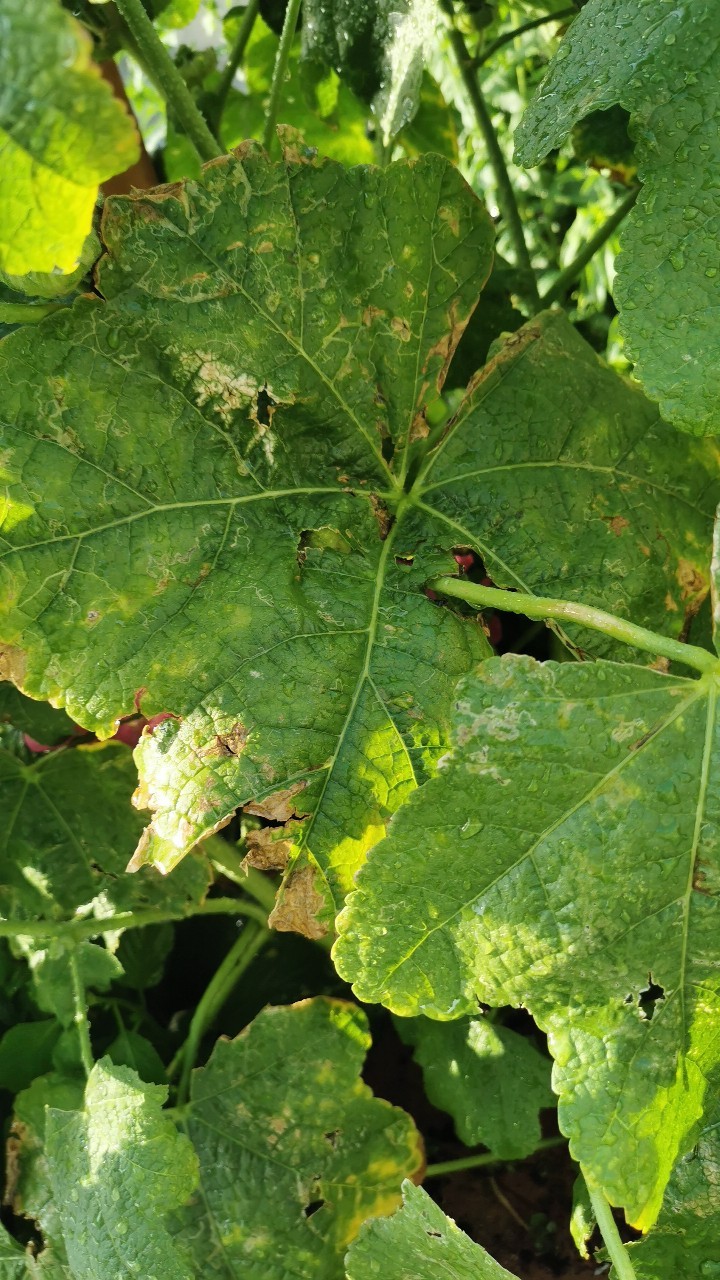 Comment traiter la maladie Tache brune pour Rose trémière