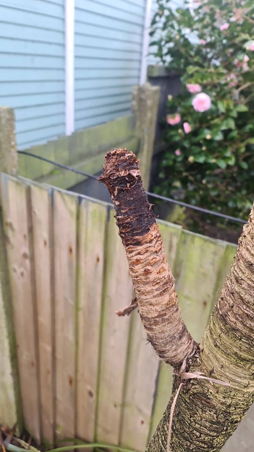 How to Treat Crown gall Disease on Peach?