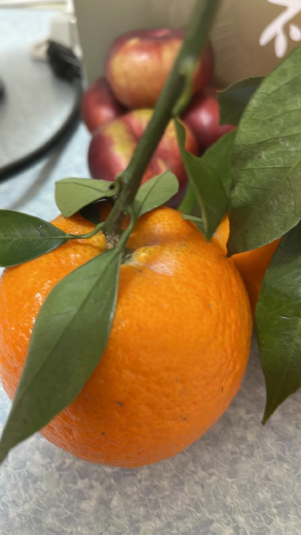 Wie behandelt man die Krankheit Welke bei Mandarine?