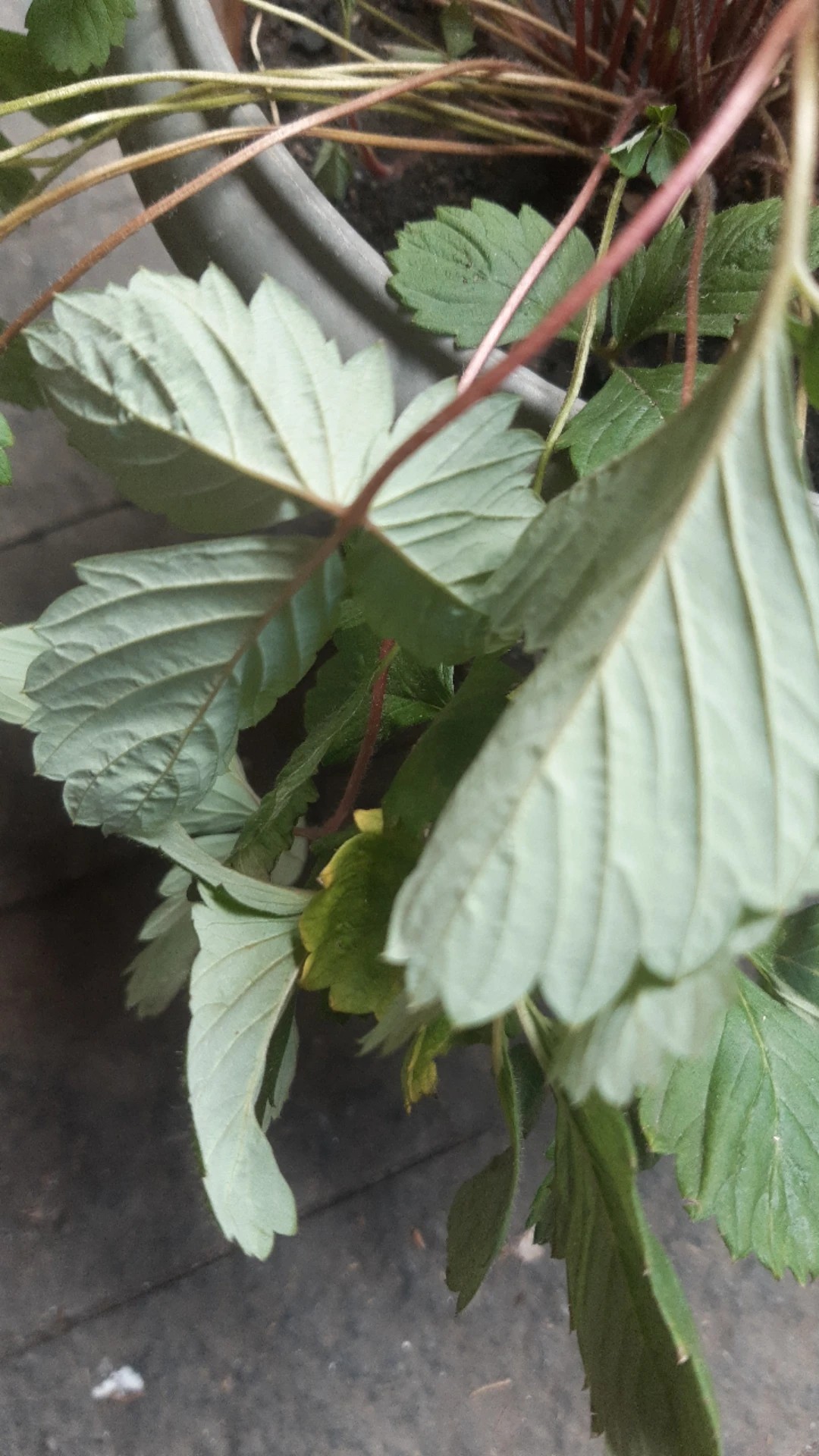How to Treat Wilting Disease on Woodland strawberry?