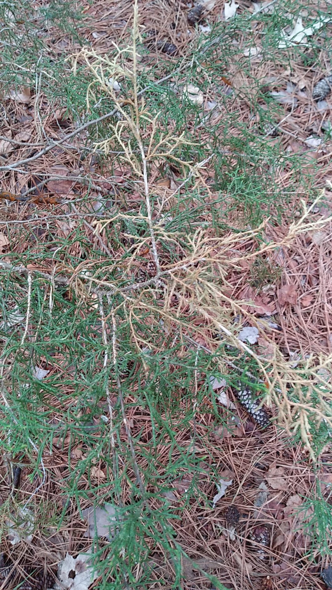 How to Treat Dieback Disease on Eastern red cedar?
