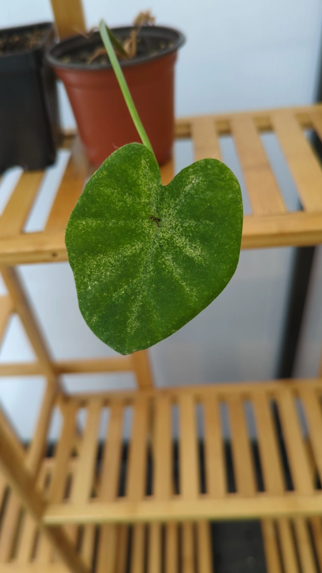 How to Treat Leaf mites Disease on Taro?