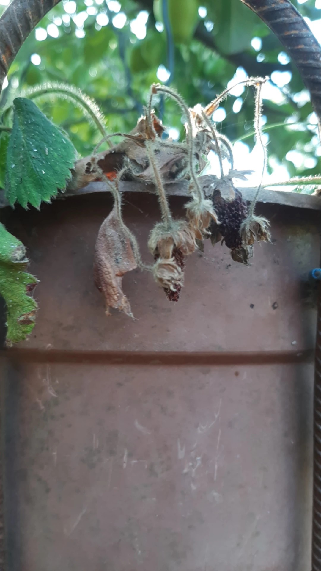 How to Treat Wilting Disease on Strawberry?