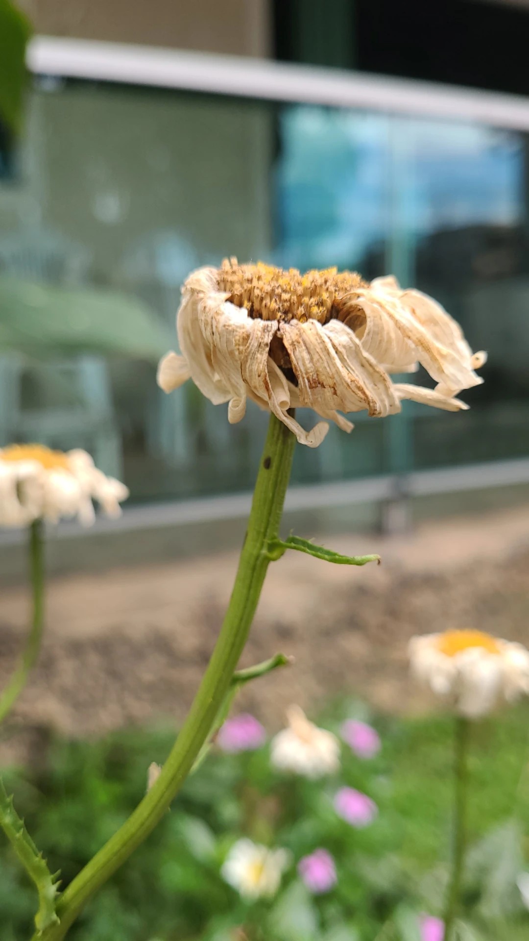 How to Treat flower wilting Disease on Shasta daisy?
