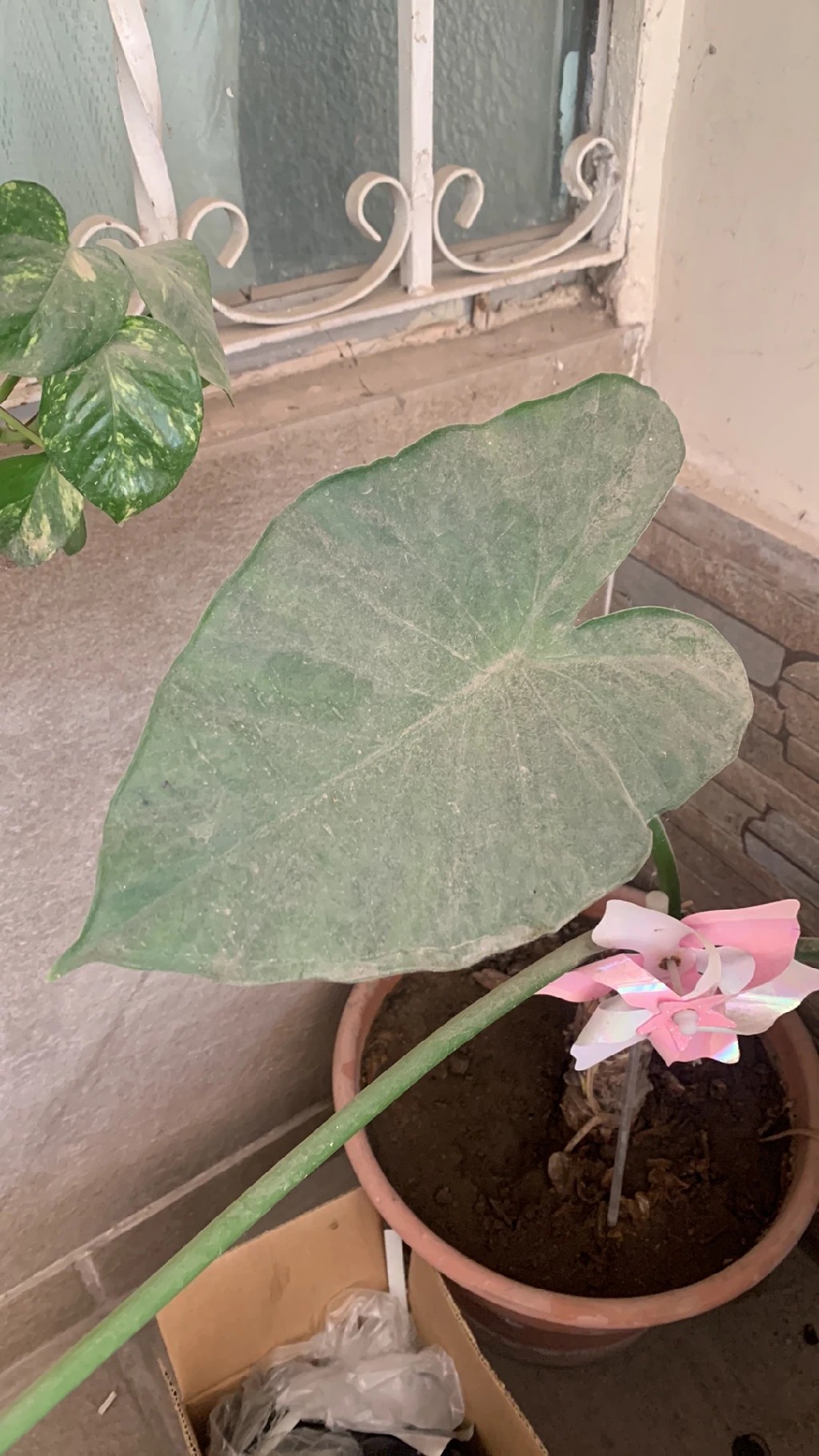 How to Treat Leaf mites Disease on Taro?