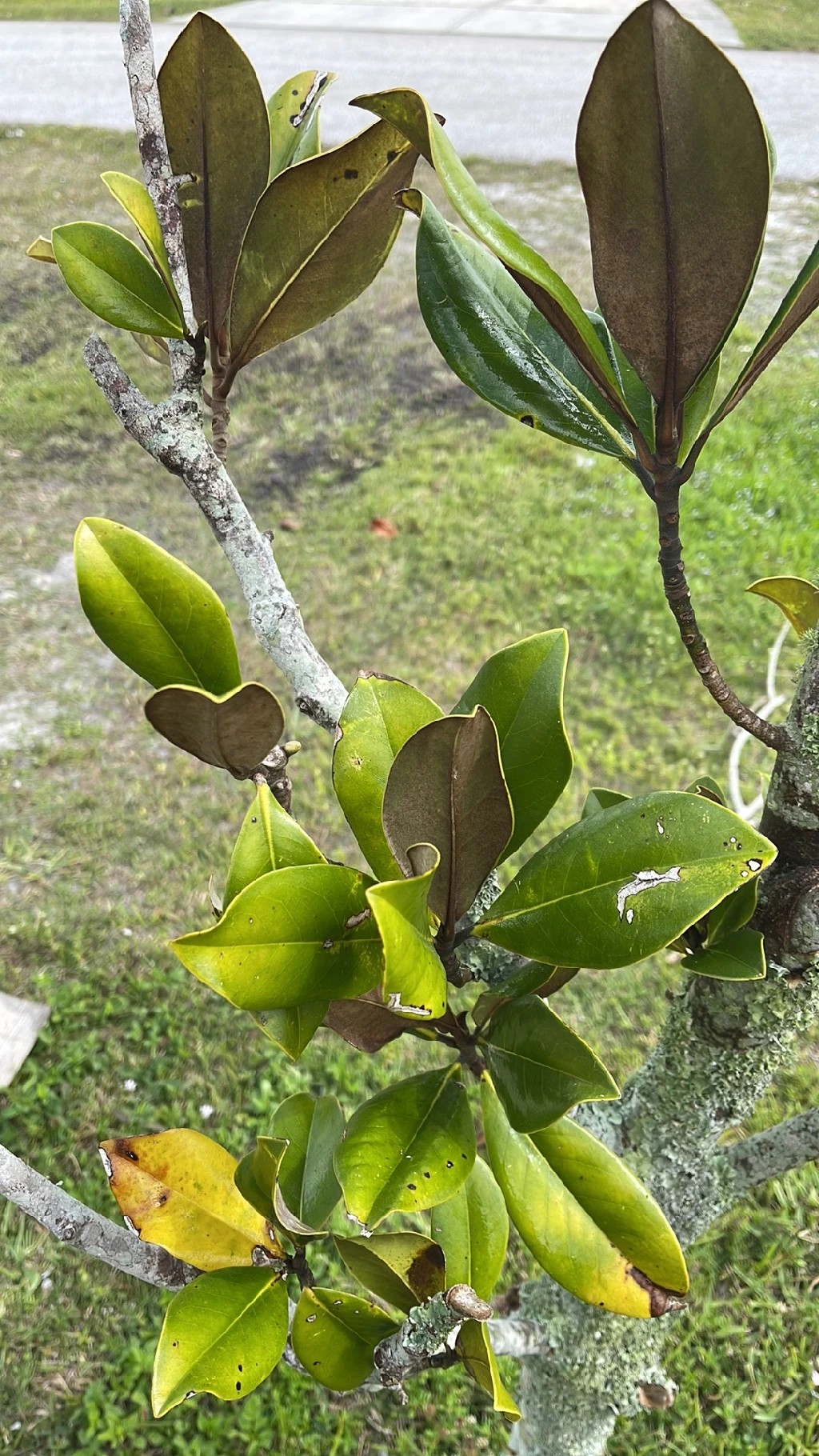 How to Treat Black spot Disease on Southern magnolia?