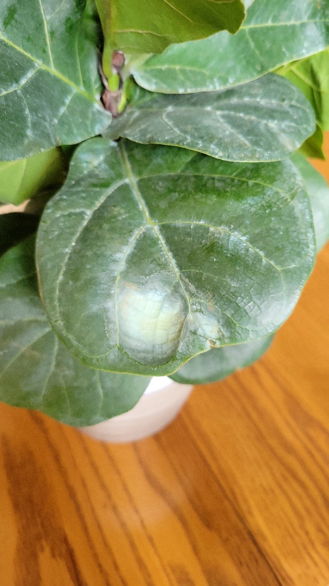 How to Treat Leaf rot Disease on Fiddle-leaf fig?