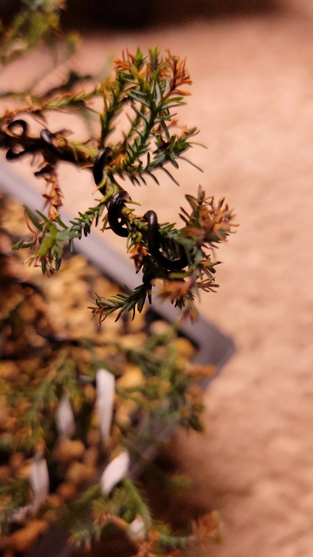 How to Treat Dieback Disease on Japanese red cedar?