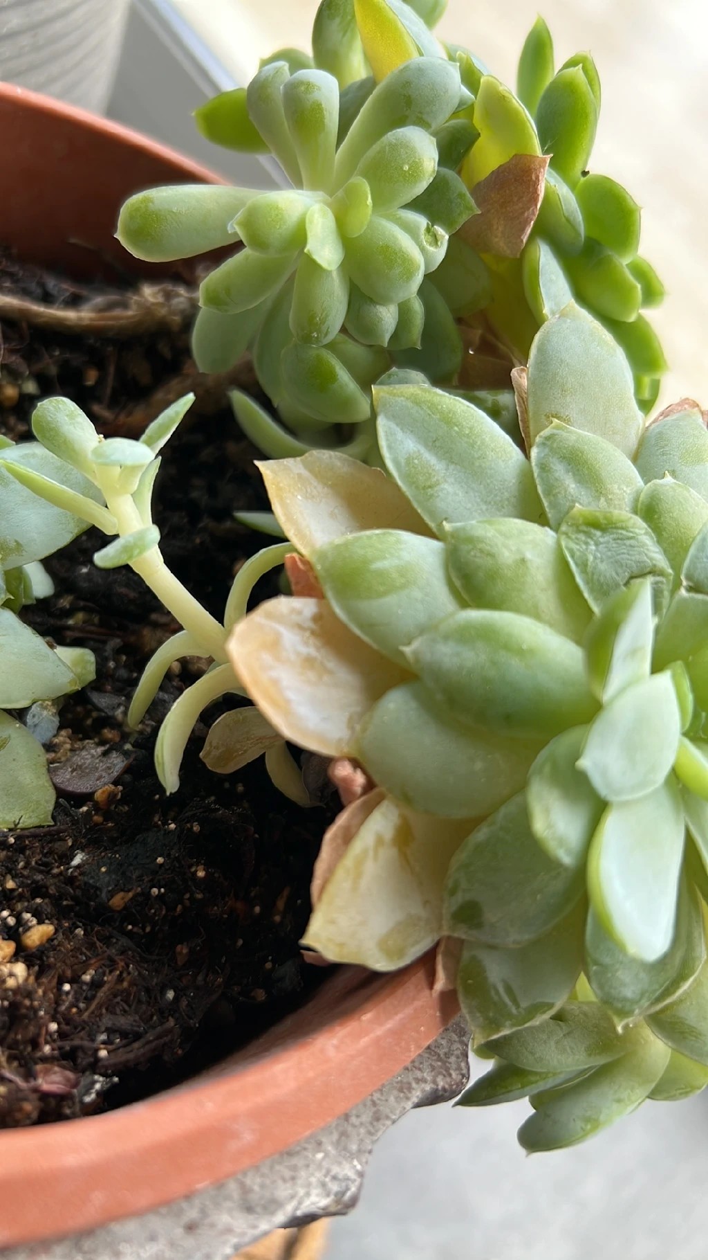 ¿Cómo tratar la enfermedad Podredumbre de las hojas en Rosa de alabastro?