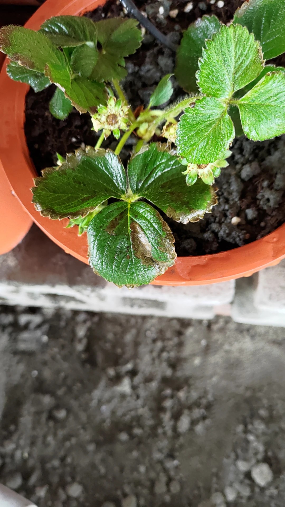 How to Treat Leaf rot Disease on Strawberry?
