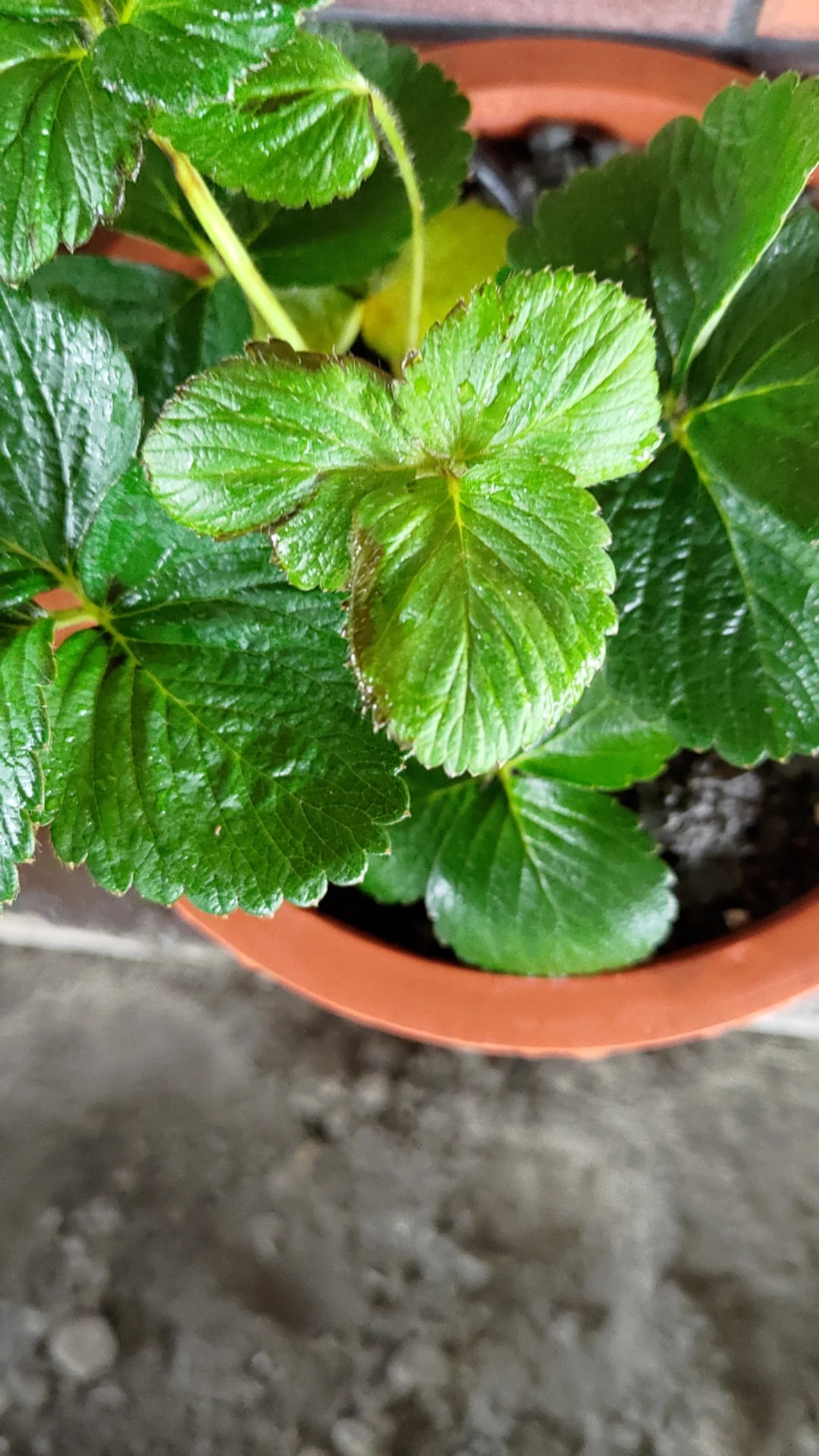 How to Treat Leaf rot Disease on Strawberry?