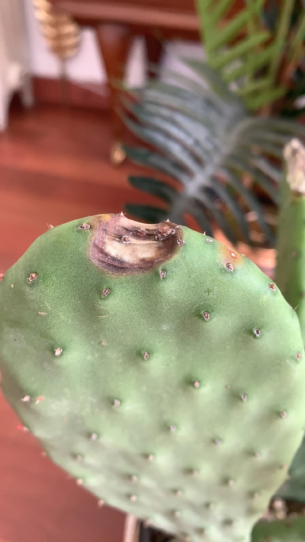 How to Treat stem brown spot Disease on Prickly pear?
