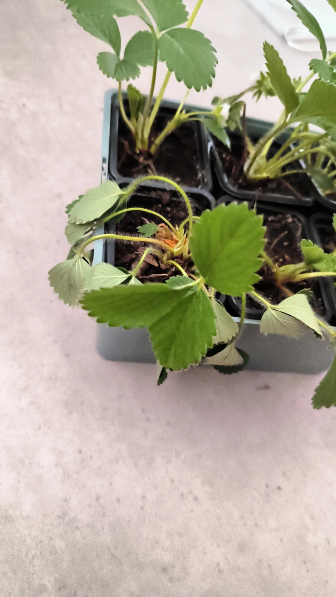 How to Treat Wilting Disease on Strawberry?