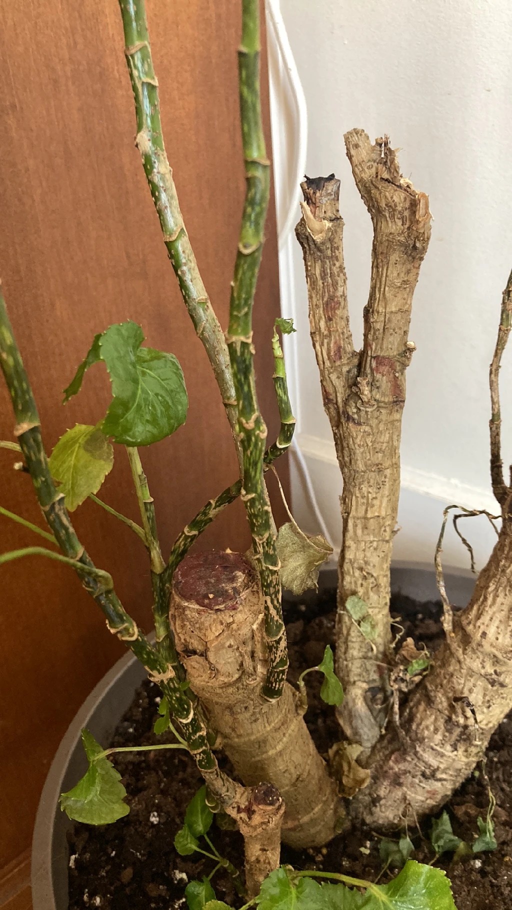 How to Treat Leaf rot Disease on Geranium aralia?