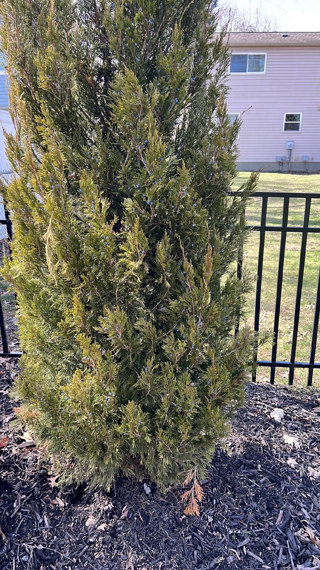 Identificación De Juniperus Virginiana