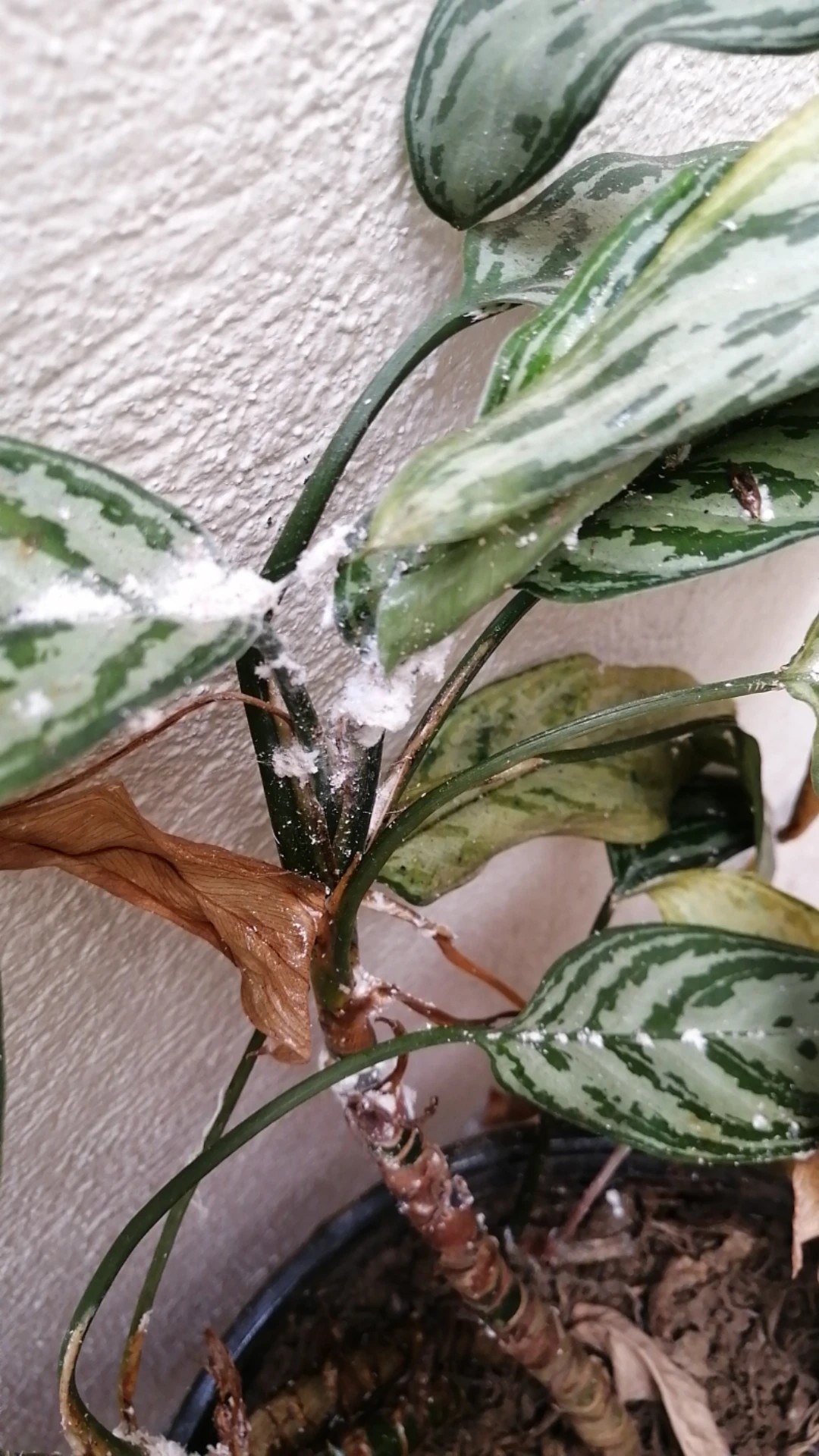 How to Treat Mealybugs Disease on Chinese evergreen?