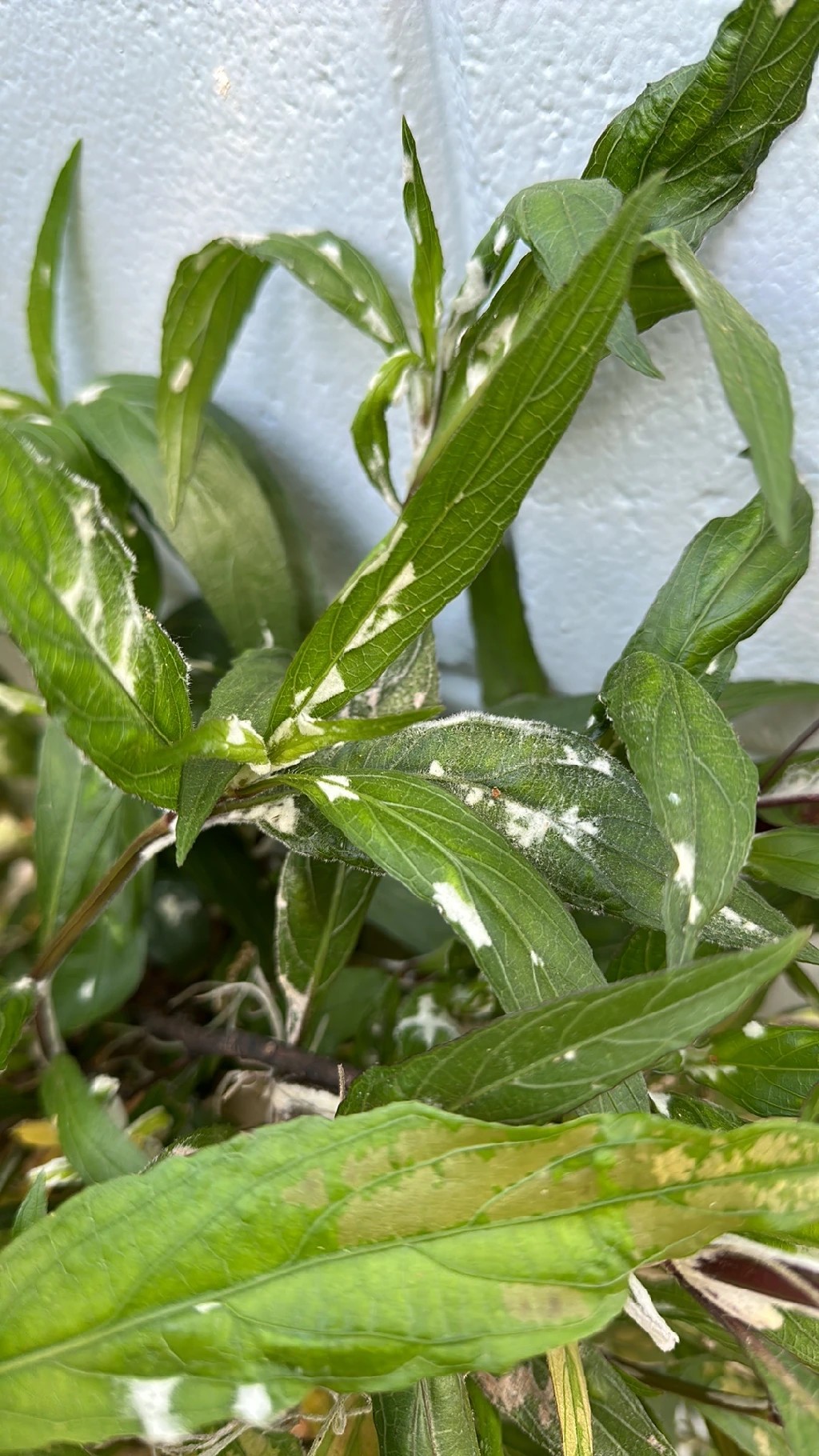How to Treat Mealybugs Disease on Mexican petunia?