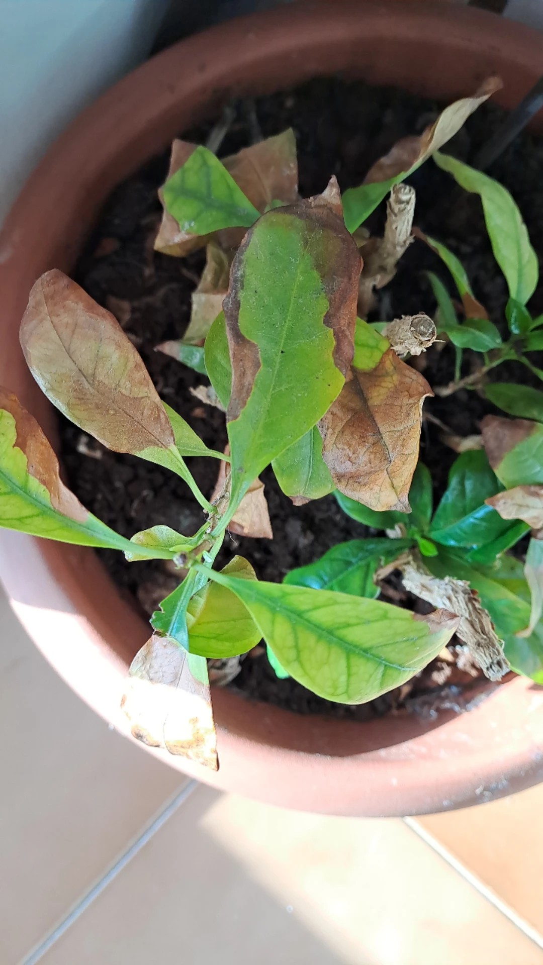 How to Treat Leaf blight Disease on Arabian coffee?