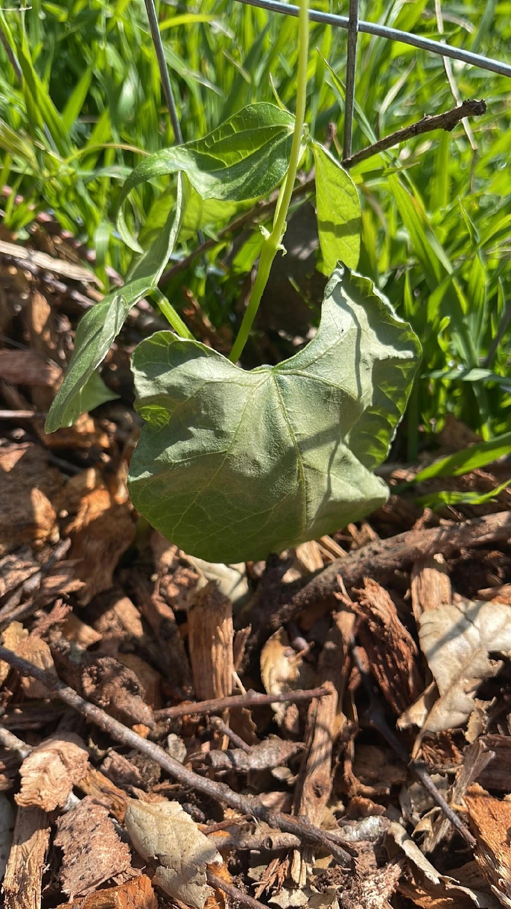 How to Treat Wilting Disease on Common bean?