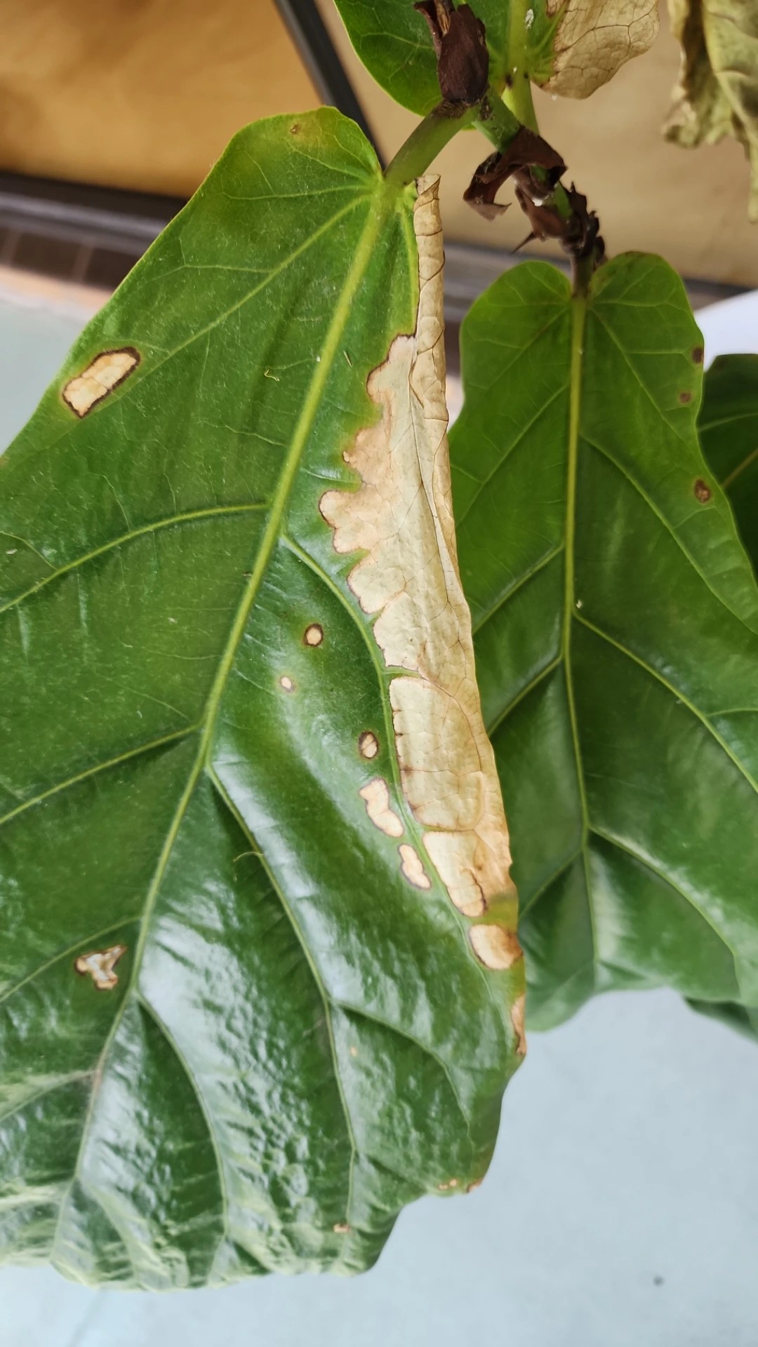 How to Treat Leaf rot Disease on Fiddle-leaf fig?