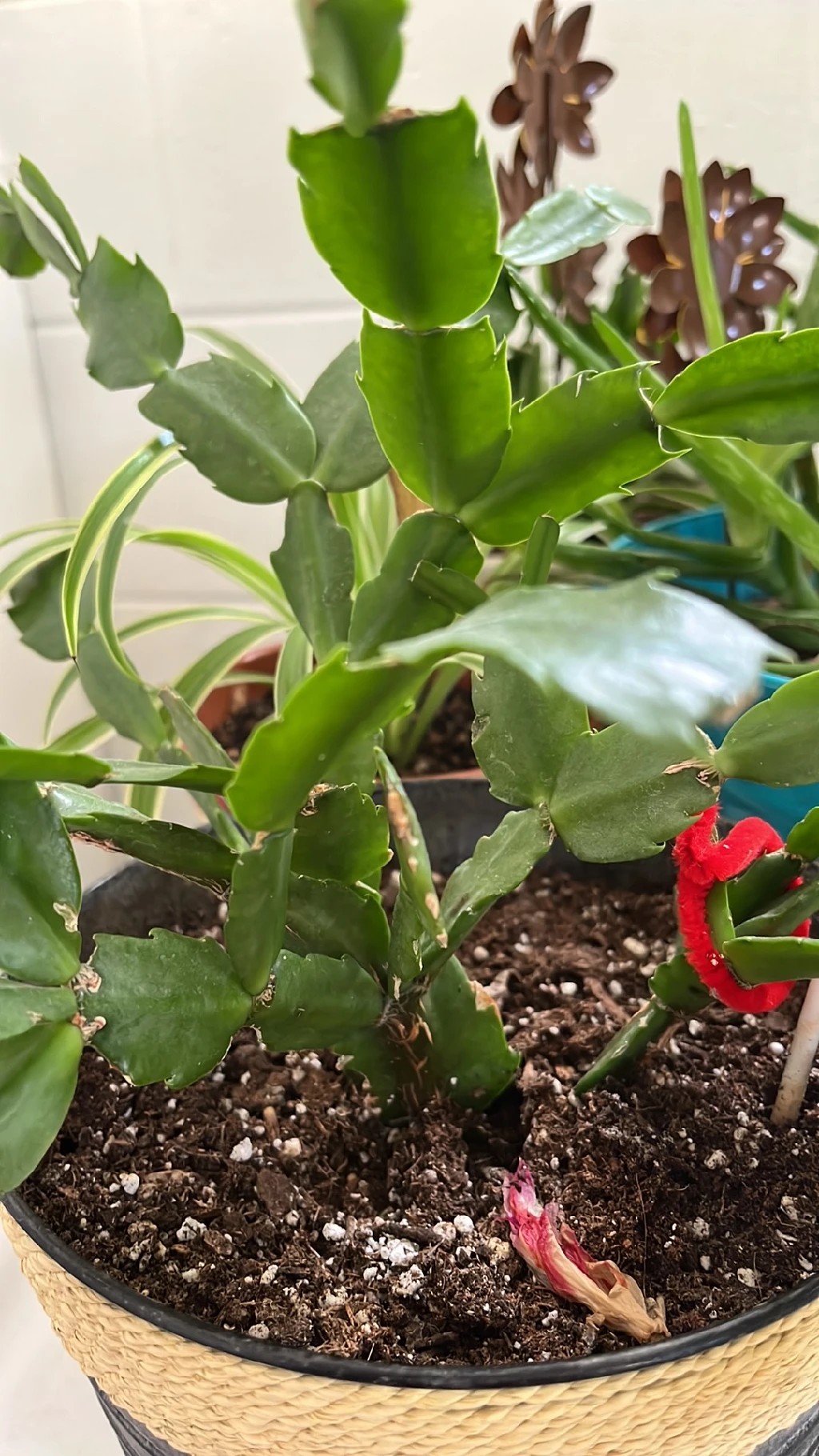How to Treat Thrips Disease on False christmas cactus?