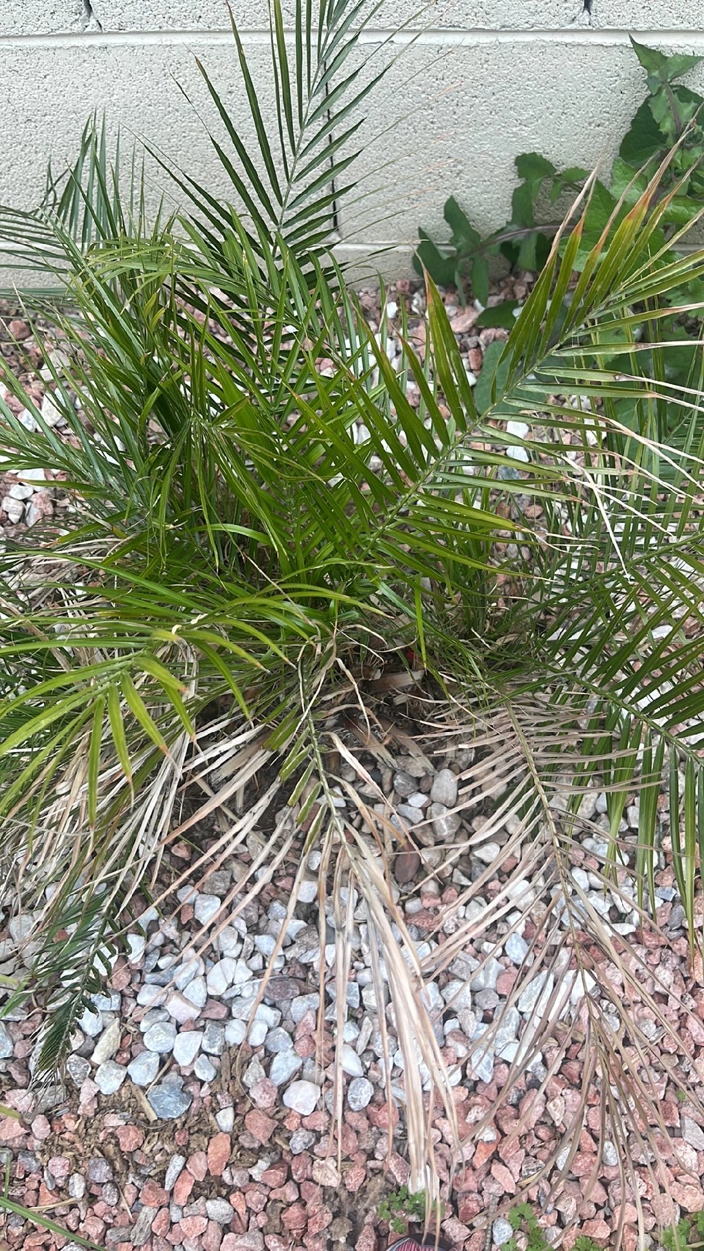 How to Treat Leaf blight Disease on Canary island date palm?