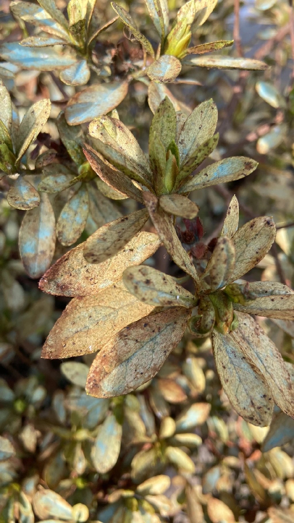 How to Treat Lace bugs Disease on Evergreen azalea?